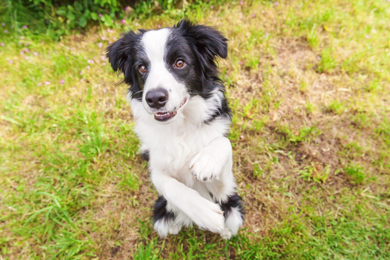 BORDER COLLIE NO PASTOREIO - Manual Pet