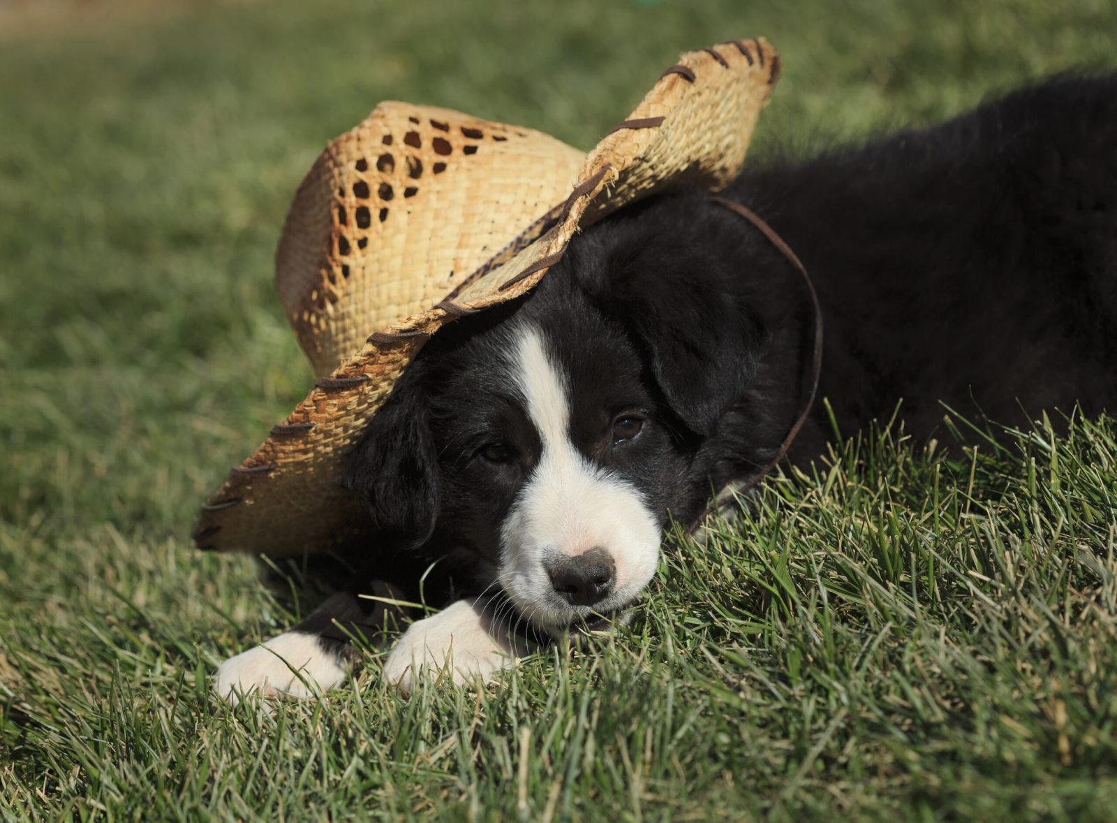 BORDER COLLIE NO PASTOREIO - Manual Pet