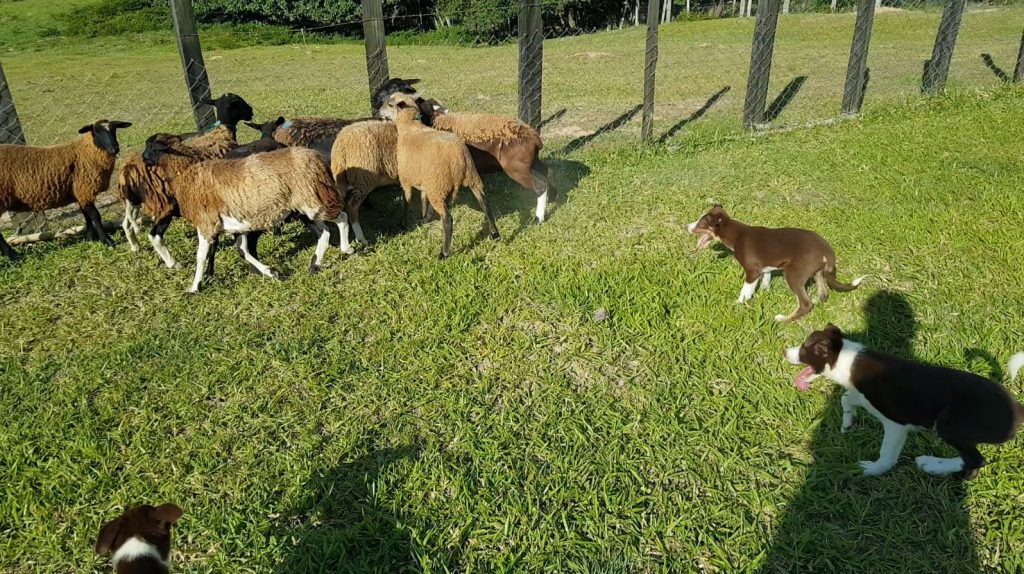 Como ter o melhor cão para pastoreio? - Manual Pet