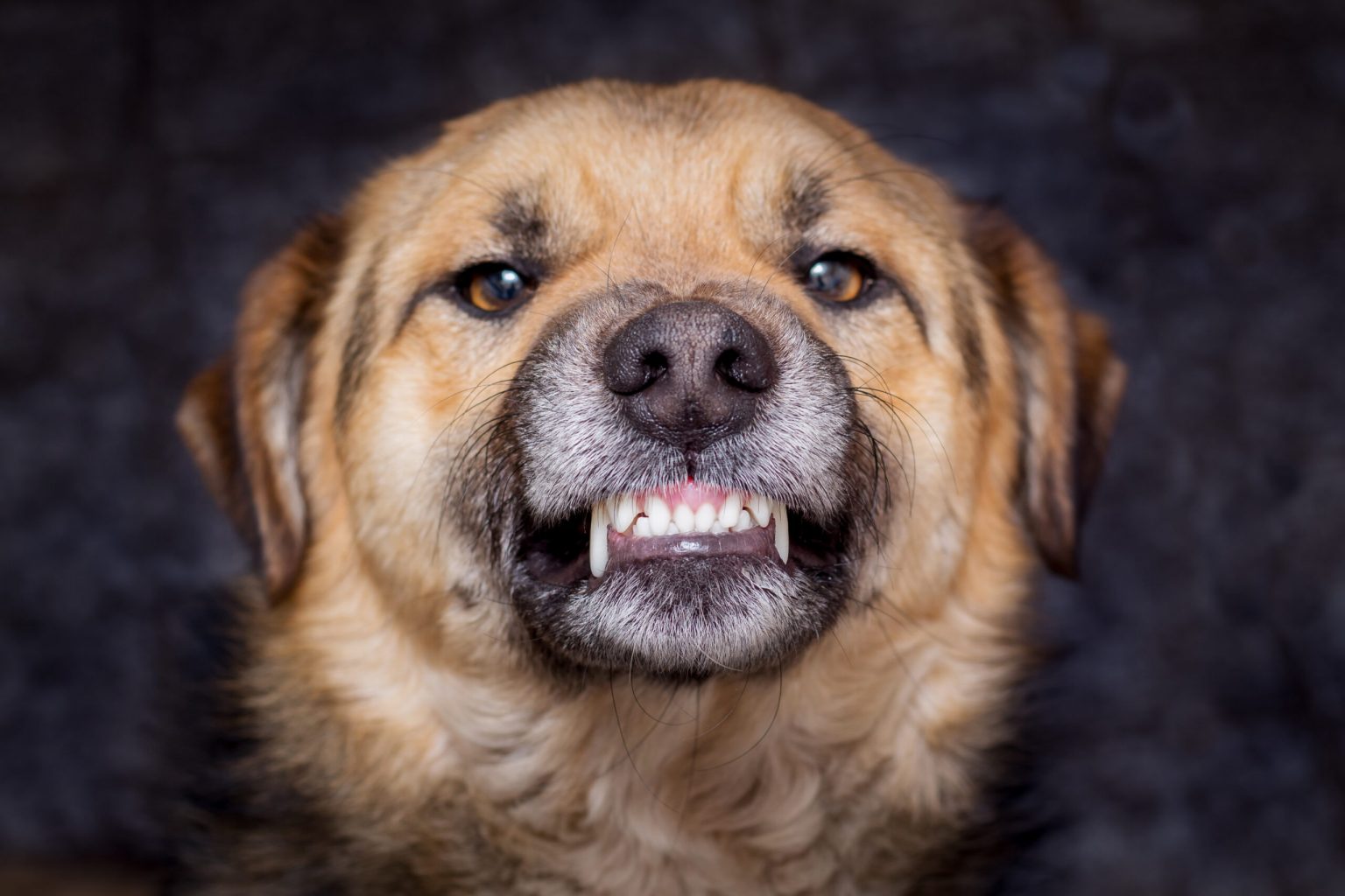 Imagens De Cachorro Com Raiva - RETOEDU