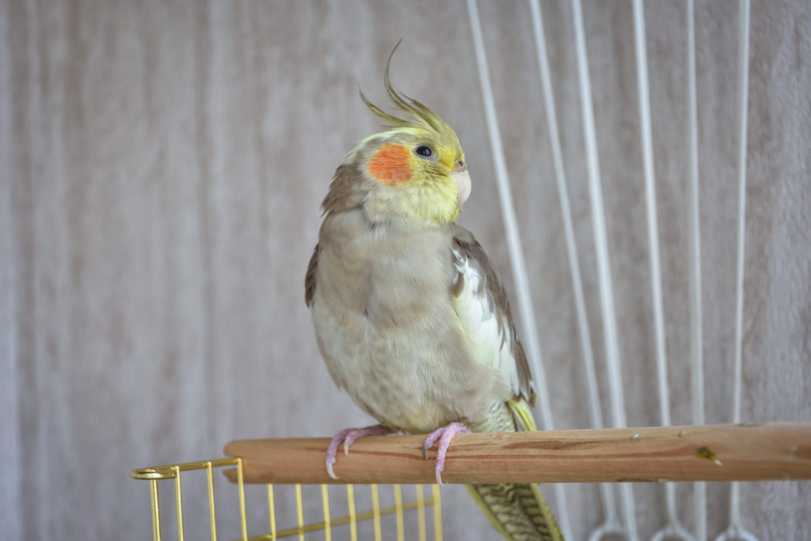 CORTE DAS ASAS: FAZER OU NÃO? | Manual Pet