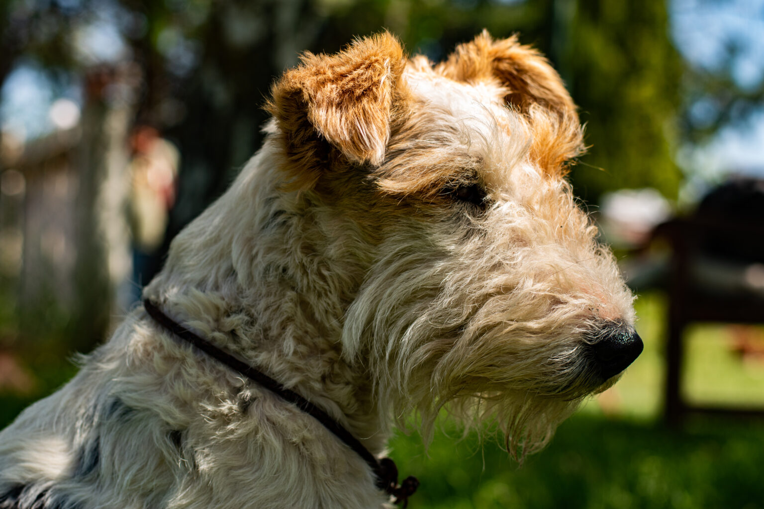 CONHEÇA O FOX TERRIER! | Manual Pet