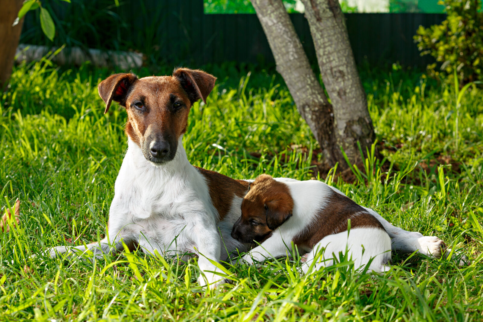 CONHEÇA O FOX TERRIER! | Manual Pet