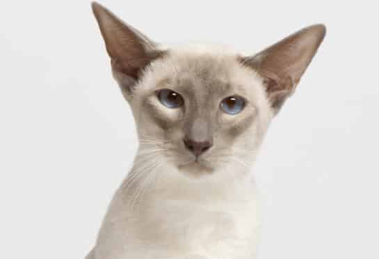 CONHEÇA O SIAMÊS! | Manual Pet